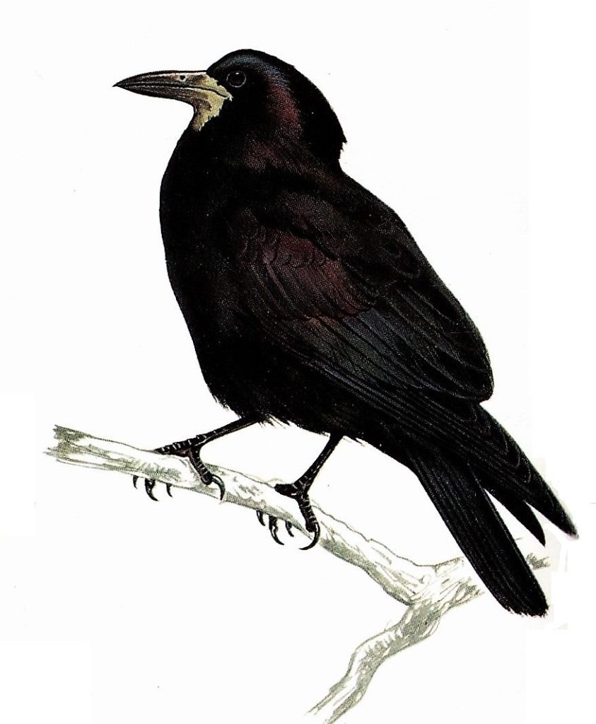 Corvo comune – Uomo e natura