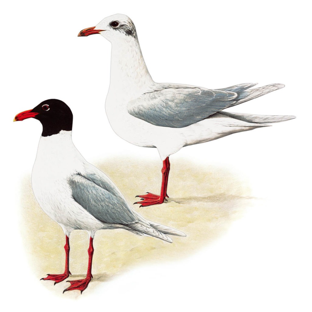 Gabbiano corallino – Uomo e natura