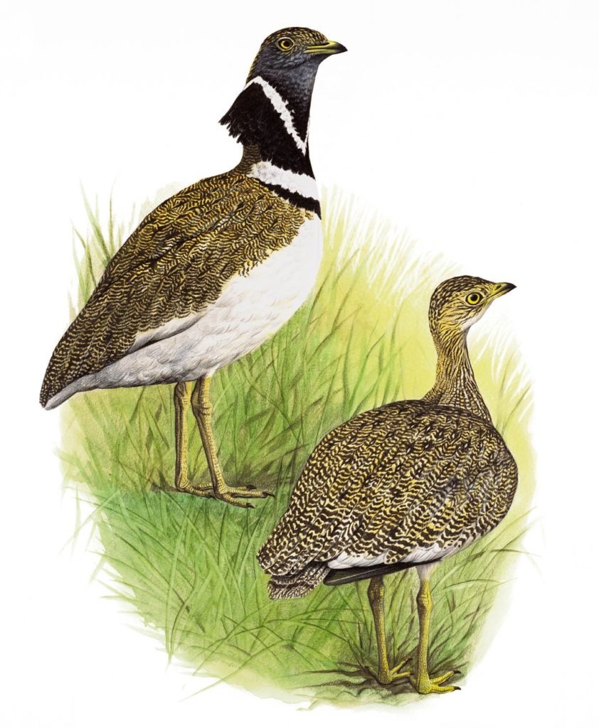 Gallina prataiola – Uomo e natura