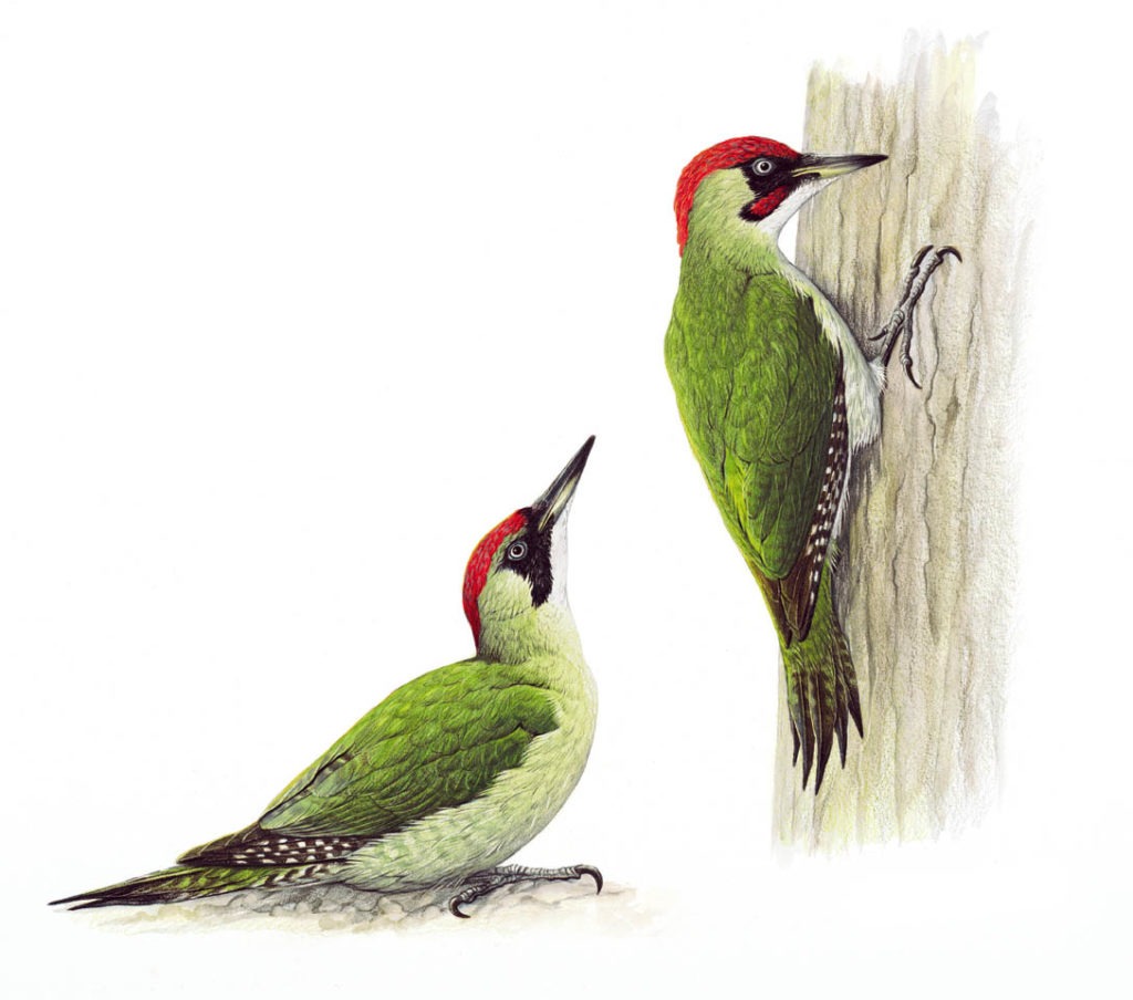 Picchio verde – Uomo e natura